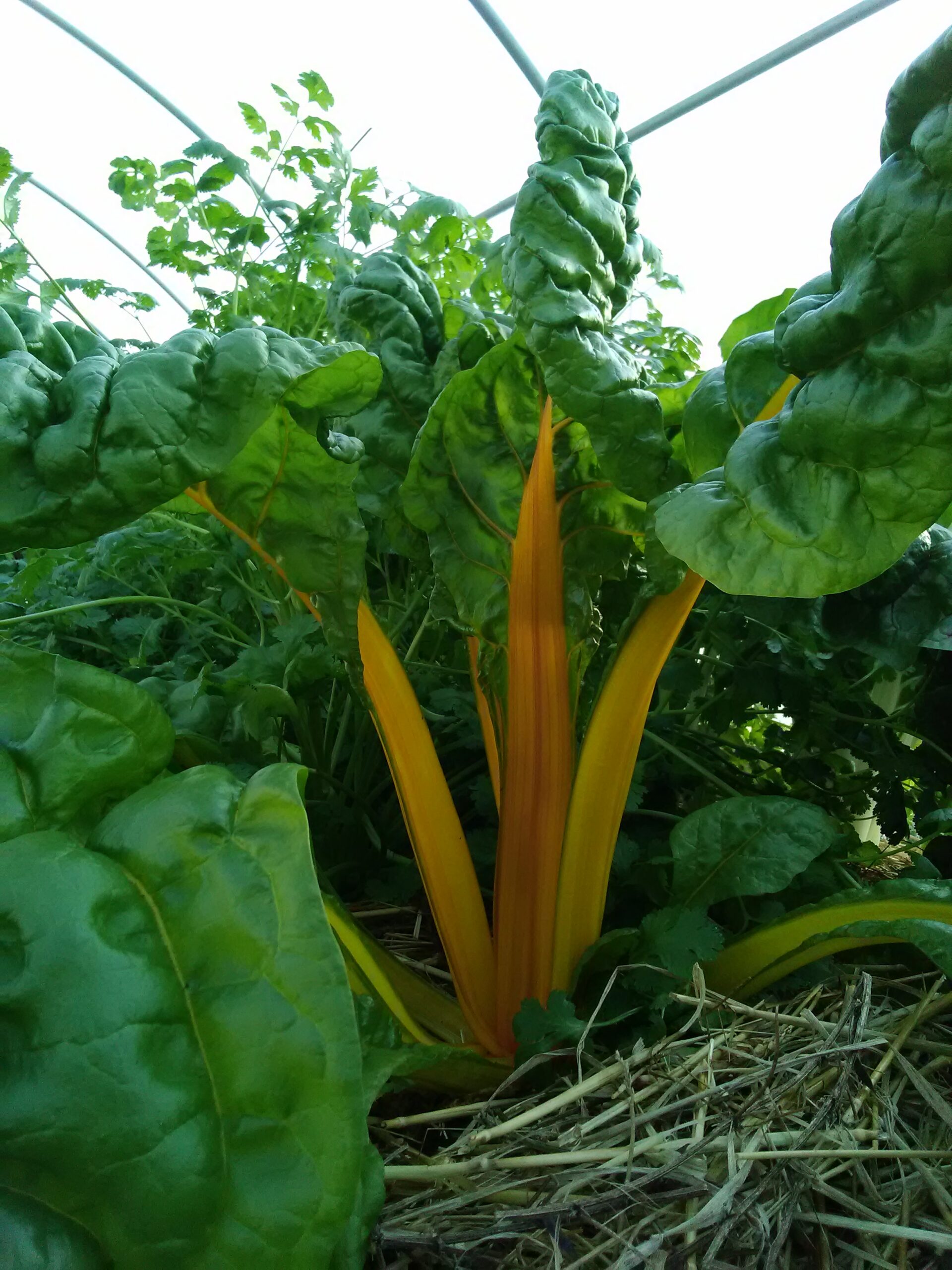 Blettes à cardes jaunes 'Bright Yellow' * A la volée