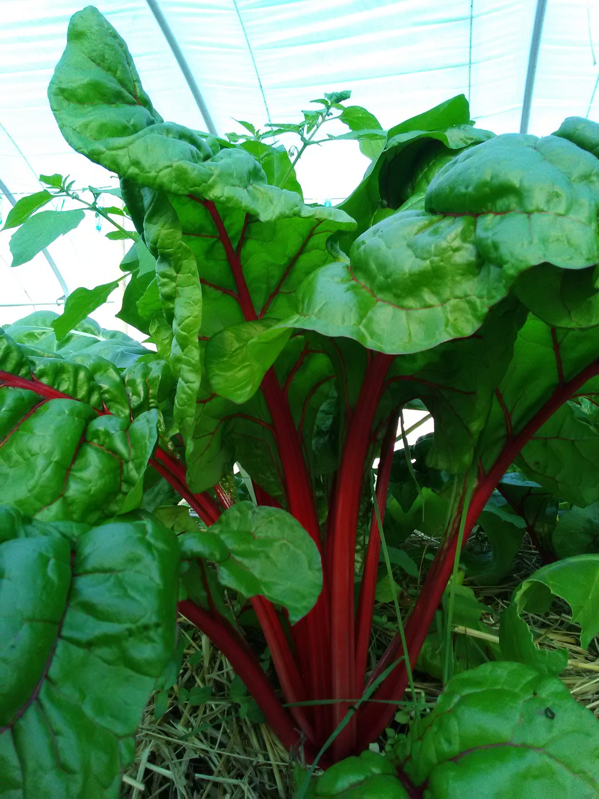 Nos plants * A la volée