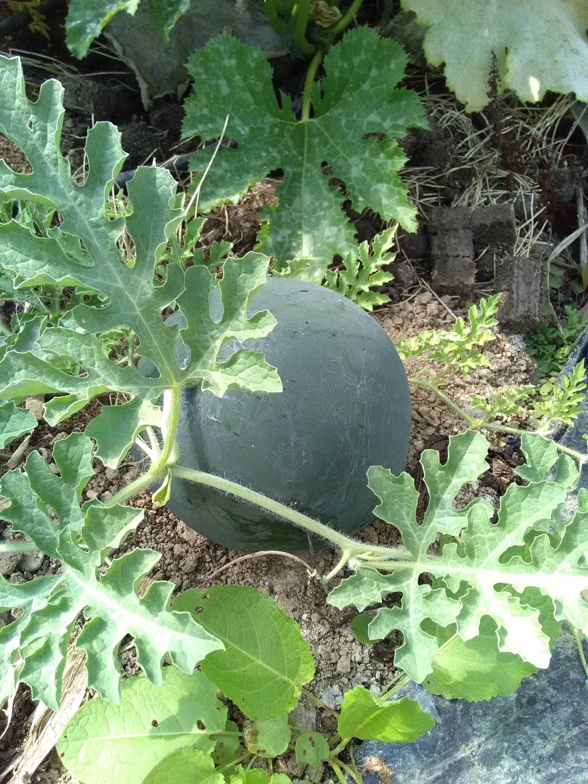 Pastèque 'Sugar Baby' * A la volée