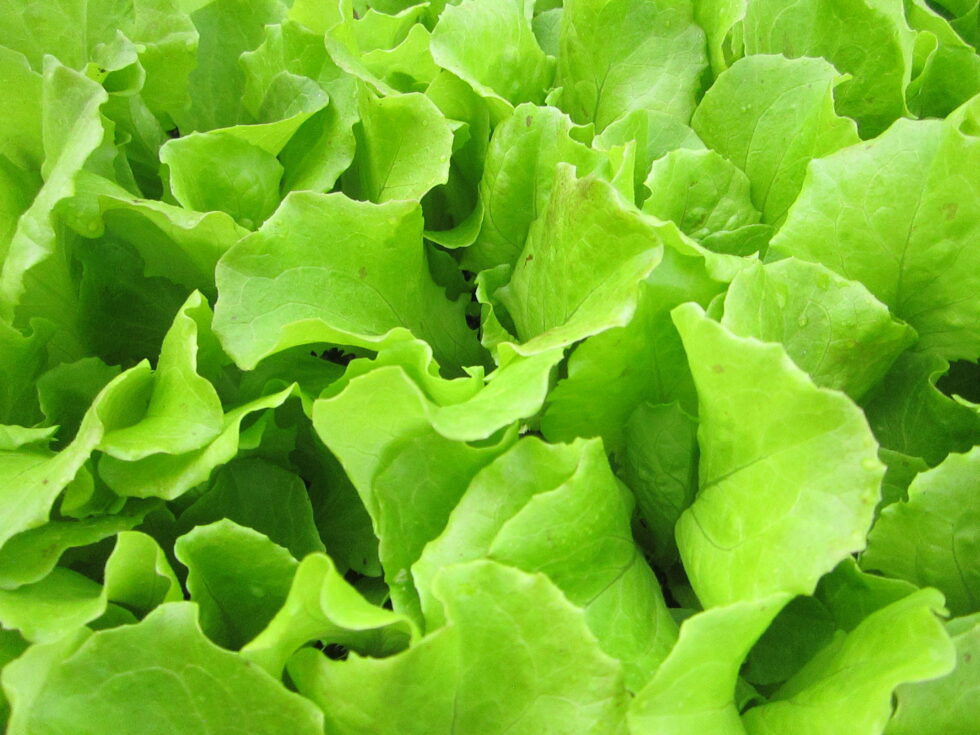 Batavia Verte * A la volée