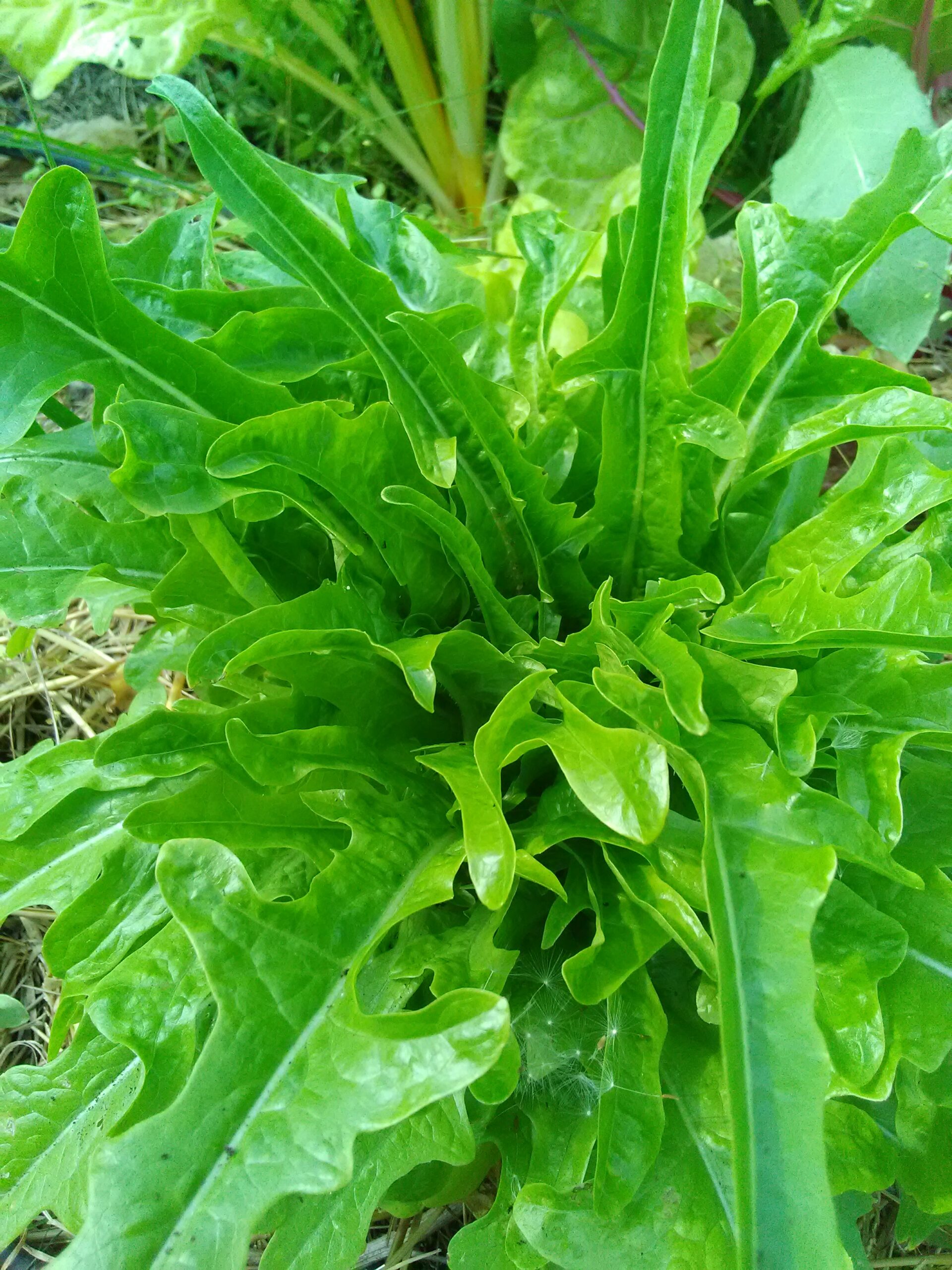 Laitue 'cressonnette du maroc' * A la volée